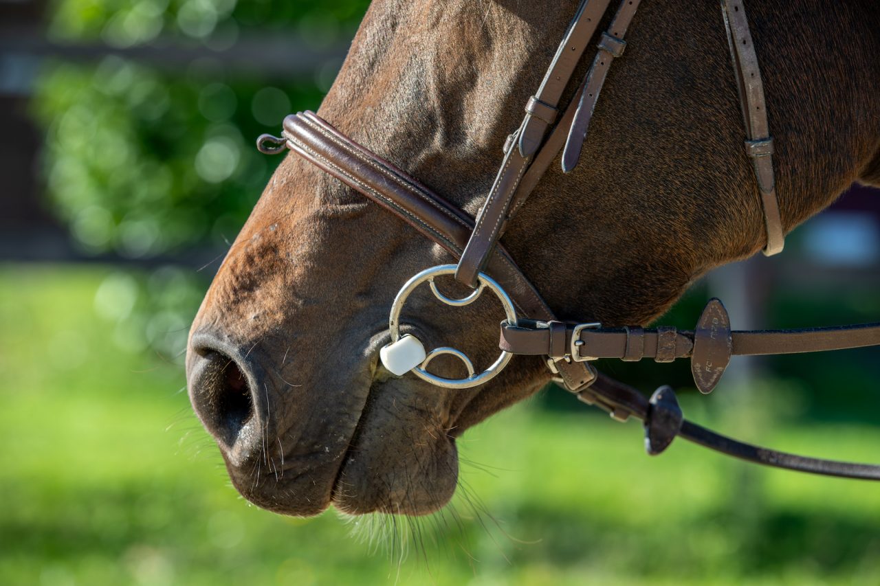 J’ai testé : les mors Winderen - Cavalettimag